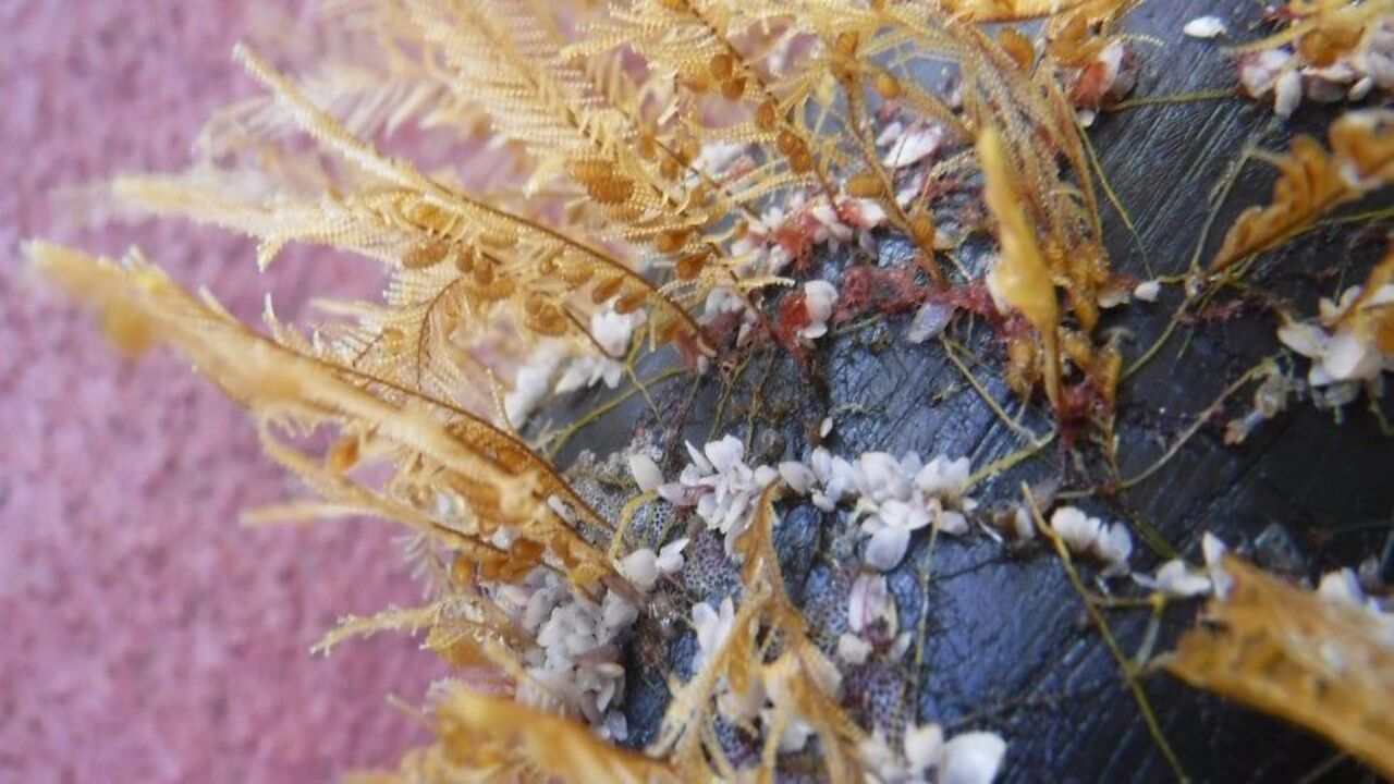Nel Great Pacific Garbage Patch stanno nascendo nuovi ecosistemi ...